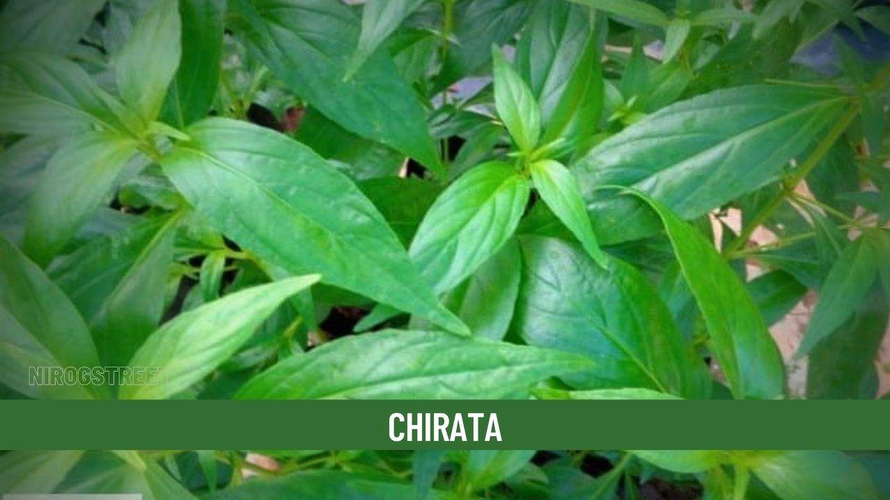 Chirata : Health Benefits, Uses, Dosage and Side Effects